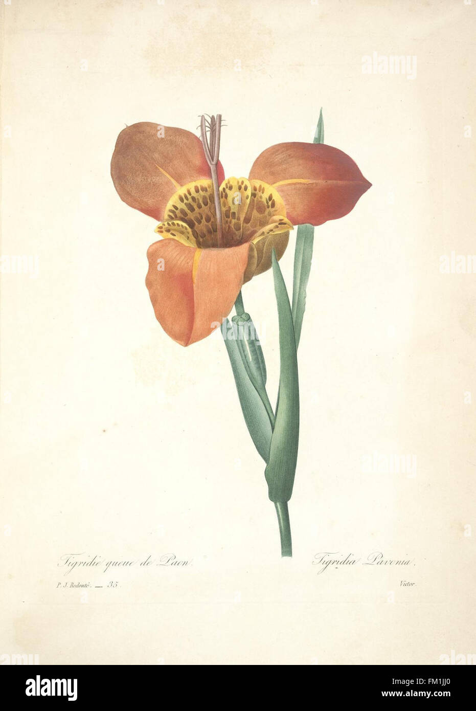 This botanical illustration from the 1833 'Choix des plus belles fleurs ...