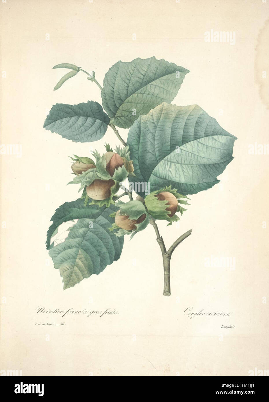 Plate 36 from 'Choix des plus belles fleurs' showcases beautiful flower ...