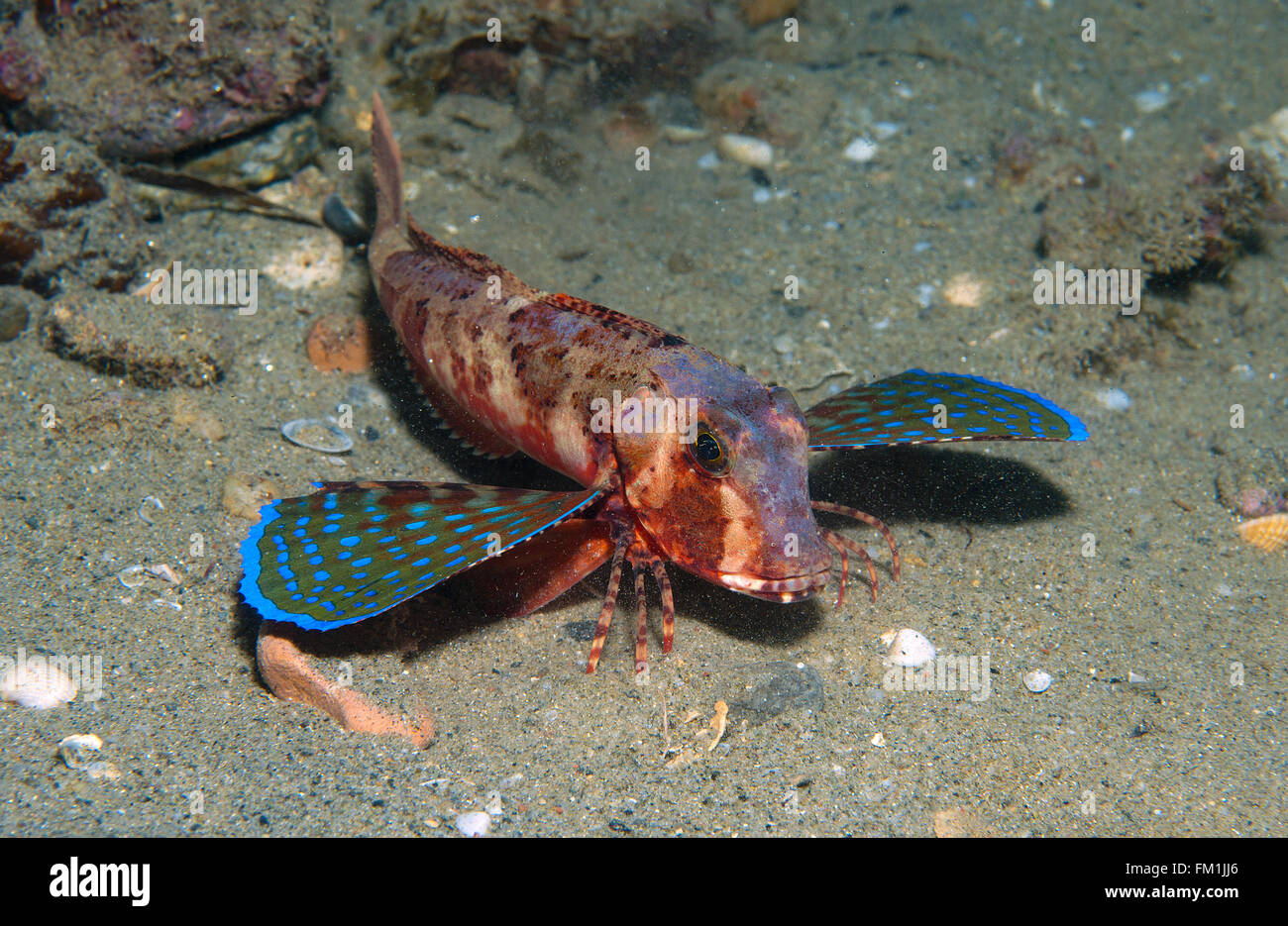 gurnard fish swims into the sea showing his colors Stock Photo - Alamy