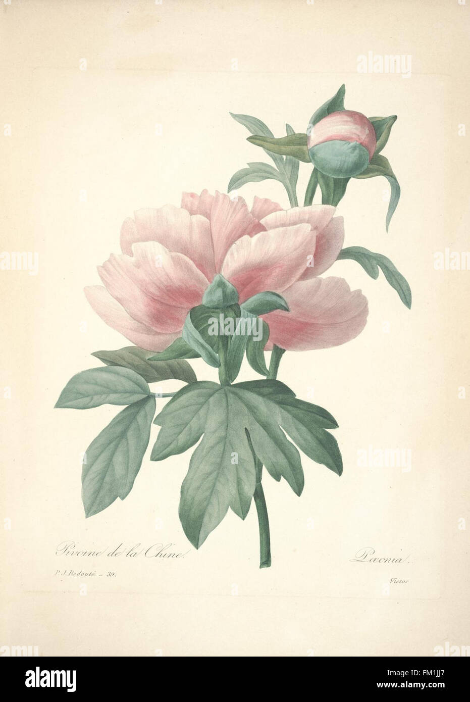This 1833 illustration from 'Choix des plus belles fleurs' showcases ...
