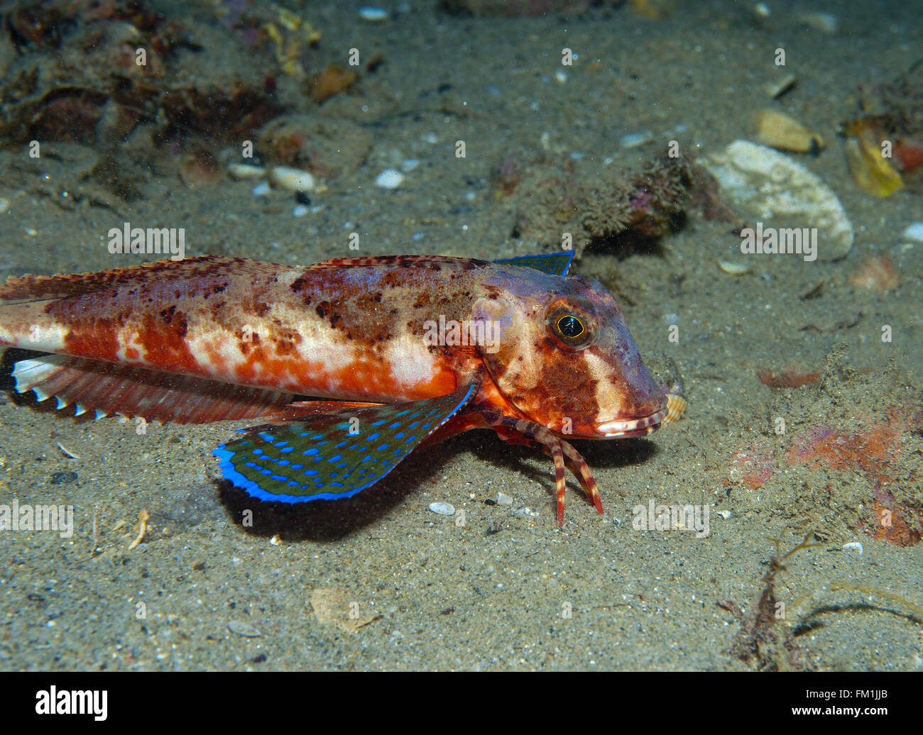 gurnard fish swims into the sea showing his colors Stock Photo - Alamy