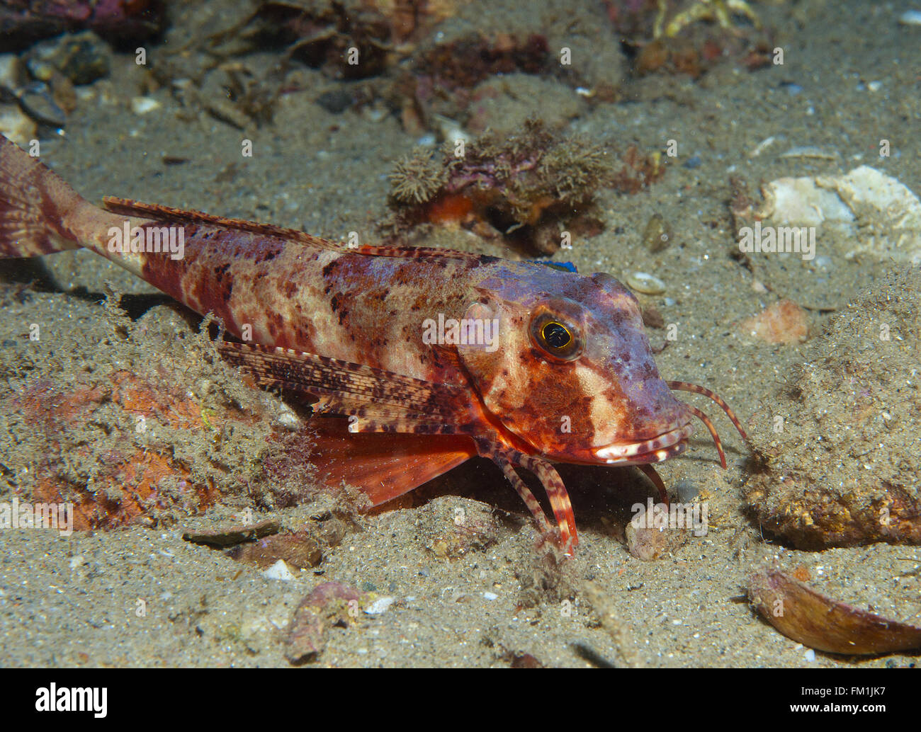 gurnard fish swims into the sea showing his colors Stock Photo - Alamy