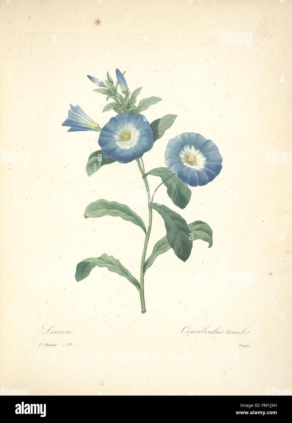 Plate 50 of 'Choix des plus belles fleurs' features beautiful ...