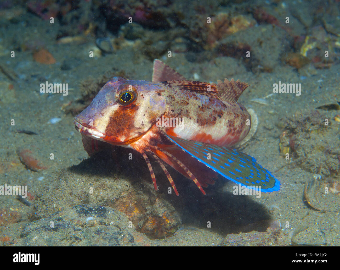 gurnard fish swims into the sea showing his colors Stock Photo - Alamy