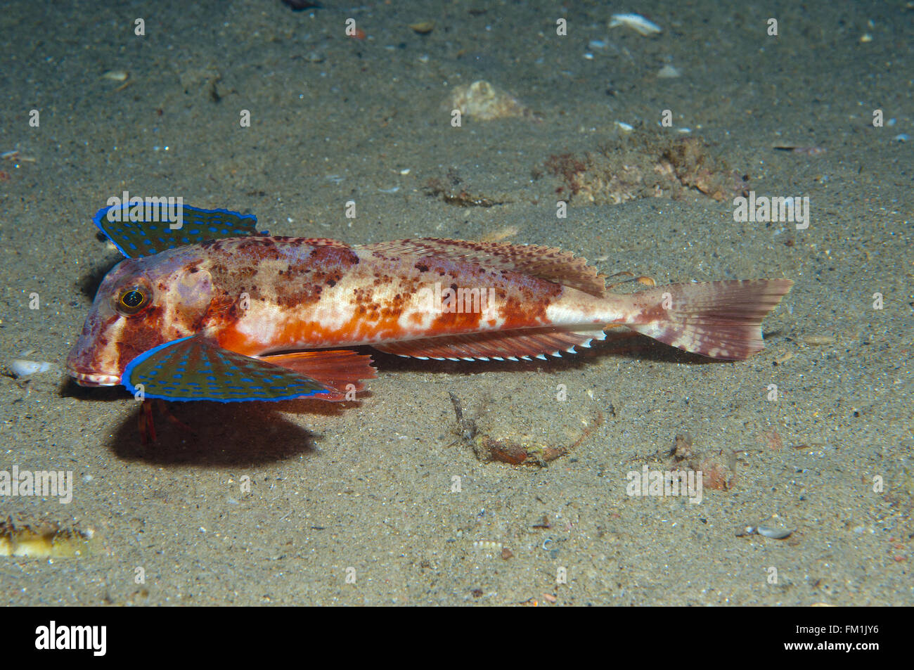 gurnard fish swims into the sea showing his colors Stock Photo - Alamy