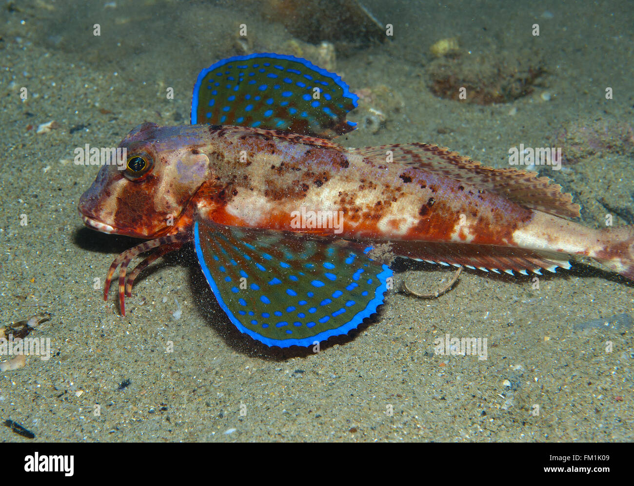 gurnard fish swims into the sea showing his colors Stock Photo - Alamy