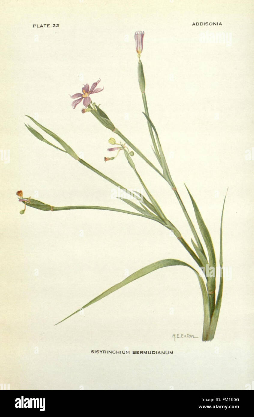 Peter h raven library periodicals pictorial works plants united states ...