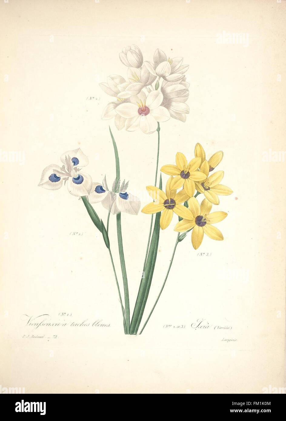 This plate from 'Choix des plus belles fleurs' (1833) features ...