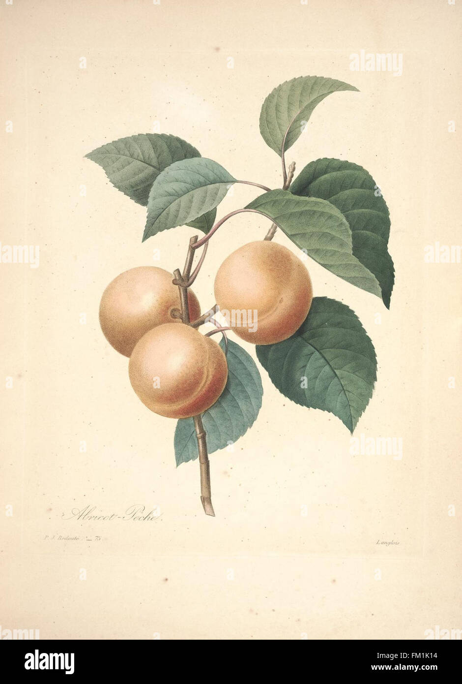 Choix des plus belles fleurs (Plate 75 Stock Photo - Alamy