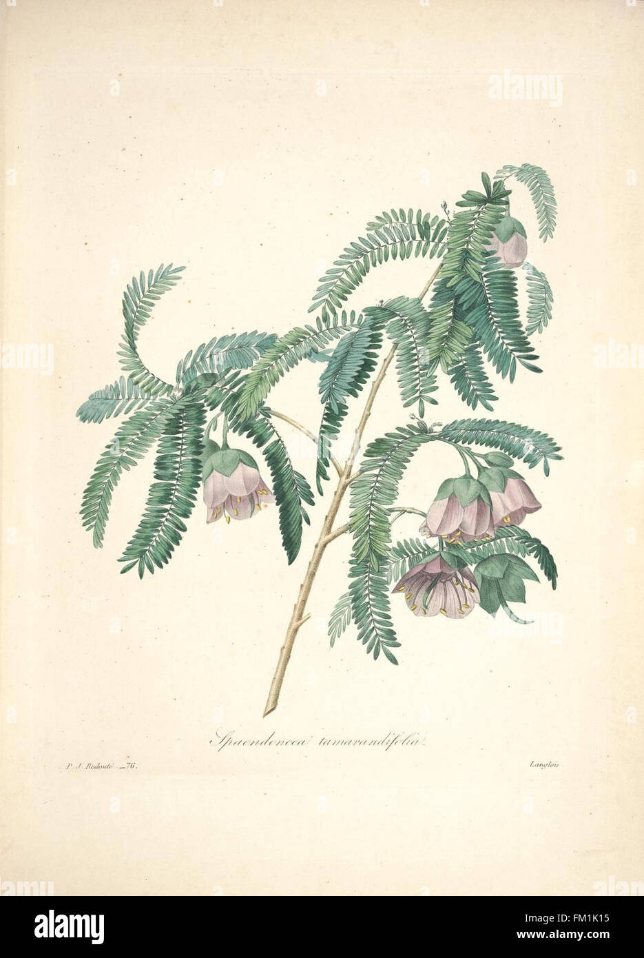 This 1833 botanical work showcases some of the most beautiful flowers ...
