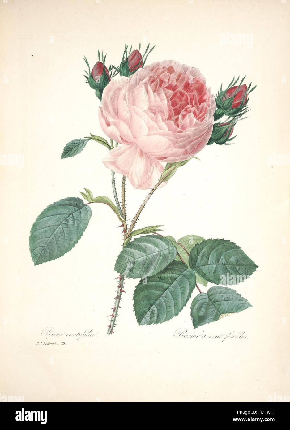 'Choix des plus belles fleurs' (1833) features a collection of ...