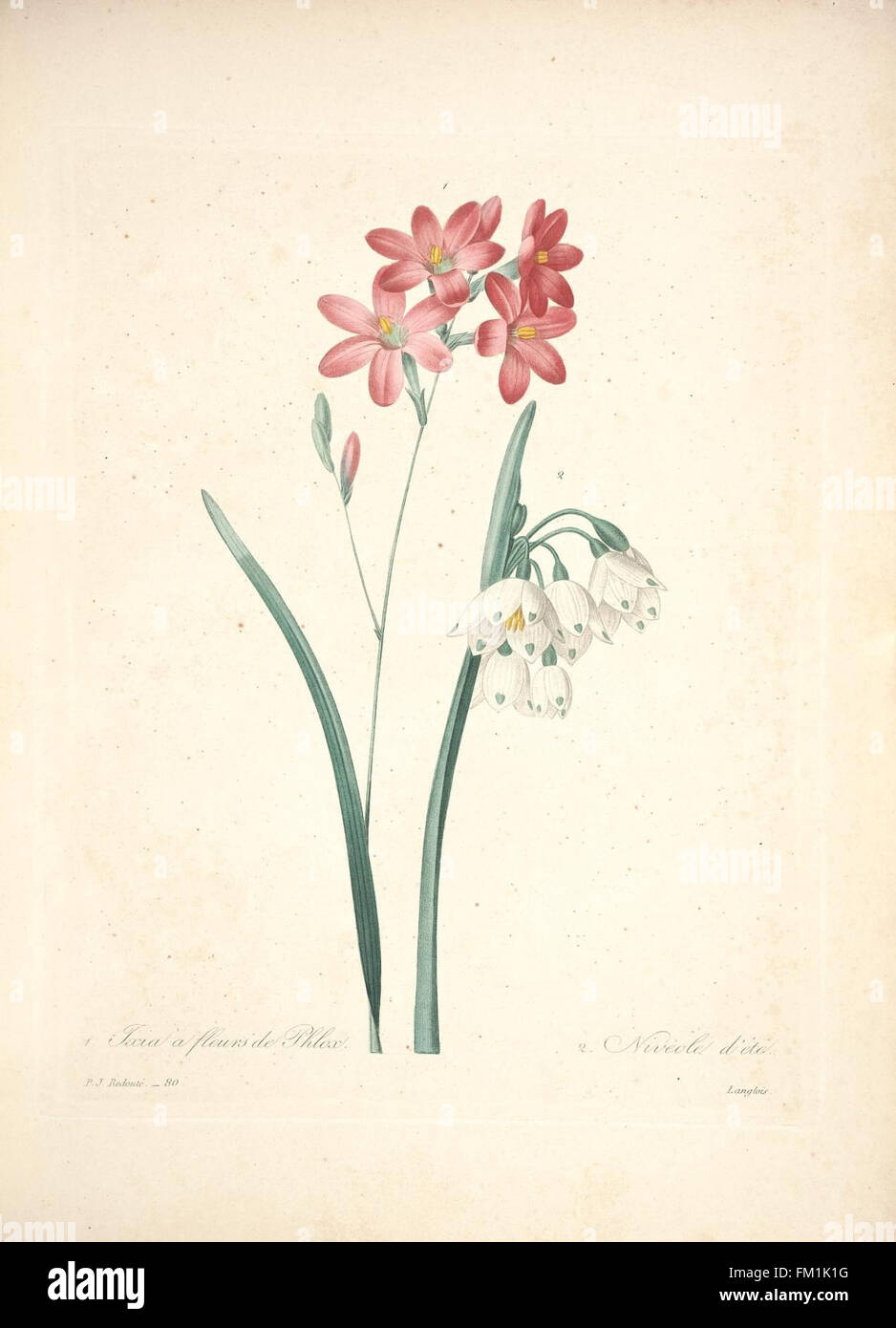 This 1833 French work features an array of beautiful flowers ...