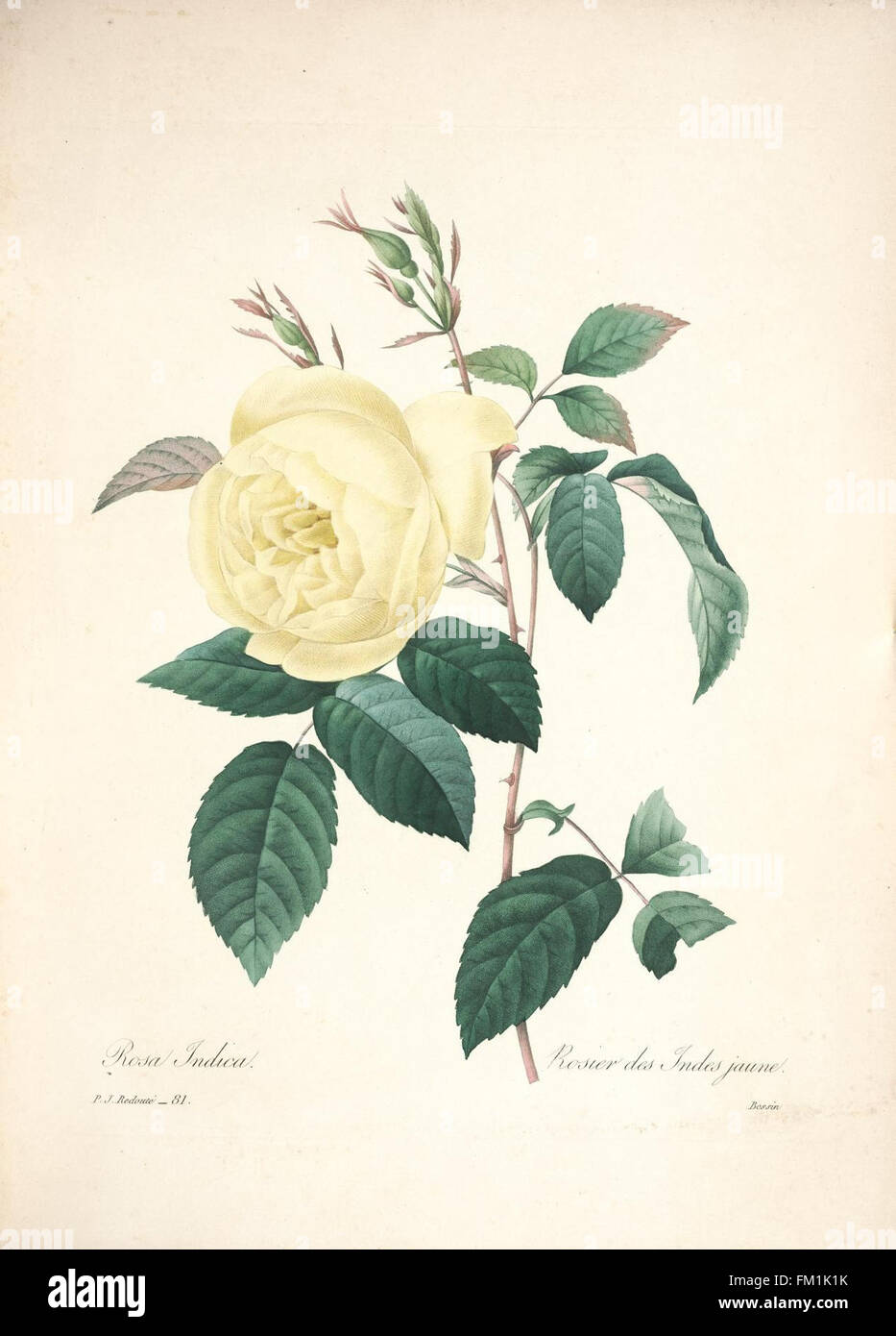 This botanical illustration collection from 1833 showcases a selection ...