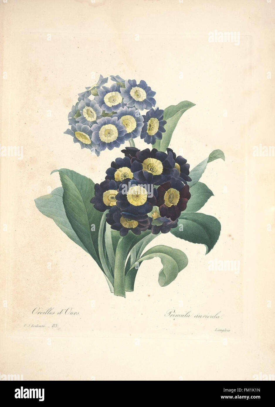 This 1833 plate from 'Choix des plus belles fleurs' illustrates ...