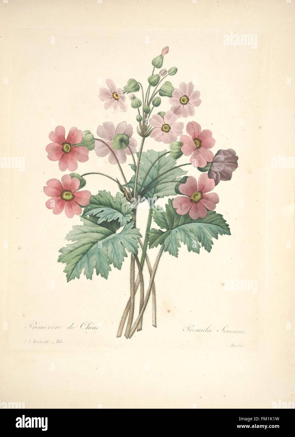 This plate from 'Choix des Plus Belles Fleurs' features beautiful ...