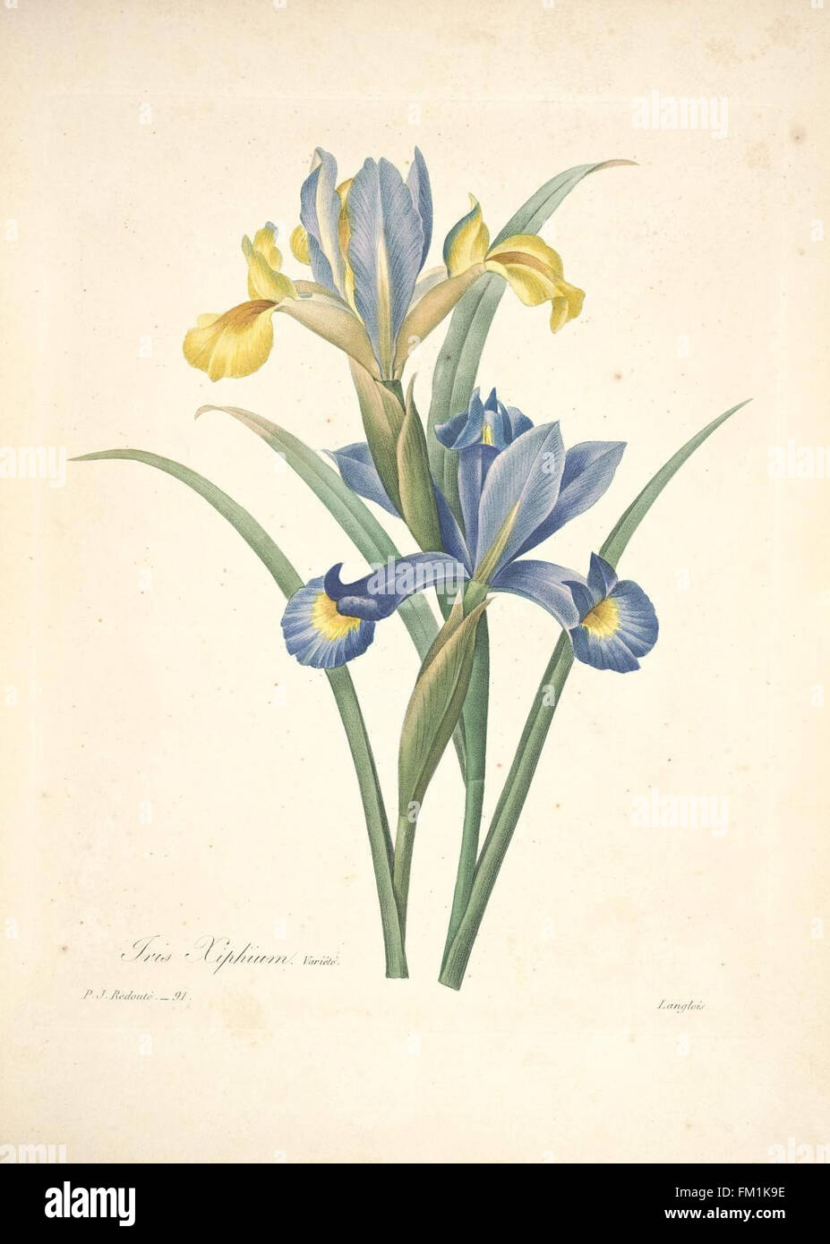 This 1833 botanical work showcases the most beautiful flowers of France ...