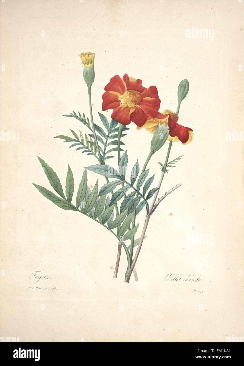 'Choix des Plus Belles Fleurs' (1833) presents elegant botanical ...