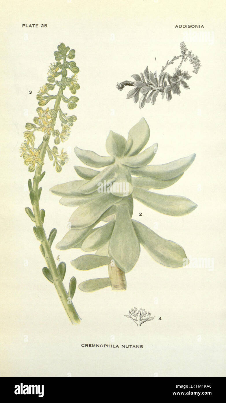 Addisonia (PLATE 25 Stock Photo - Alamy