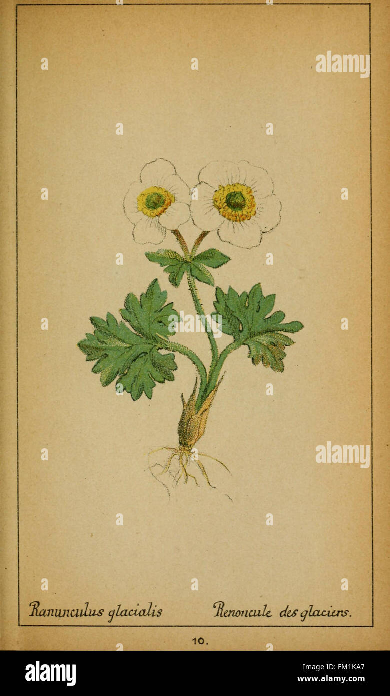 An illustrated work showcasing plants from Central Europe, focusing on ...