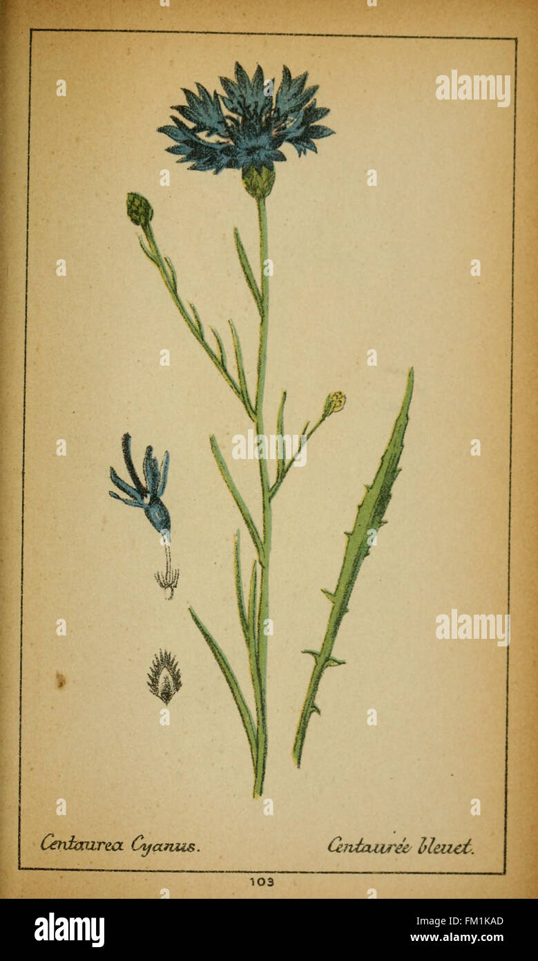 Particular plants features hi-res stock photography and images - Alamy