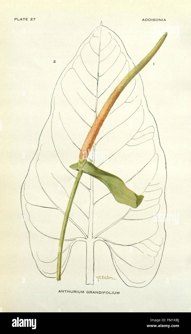 Addisonia (PLATE 27 Stock Photo - Alamy
