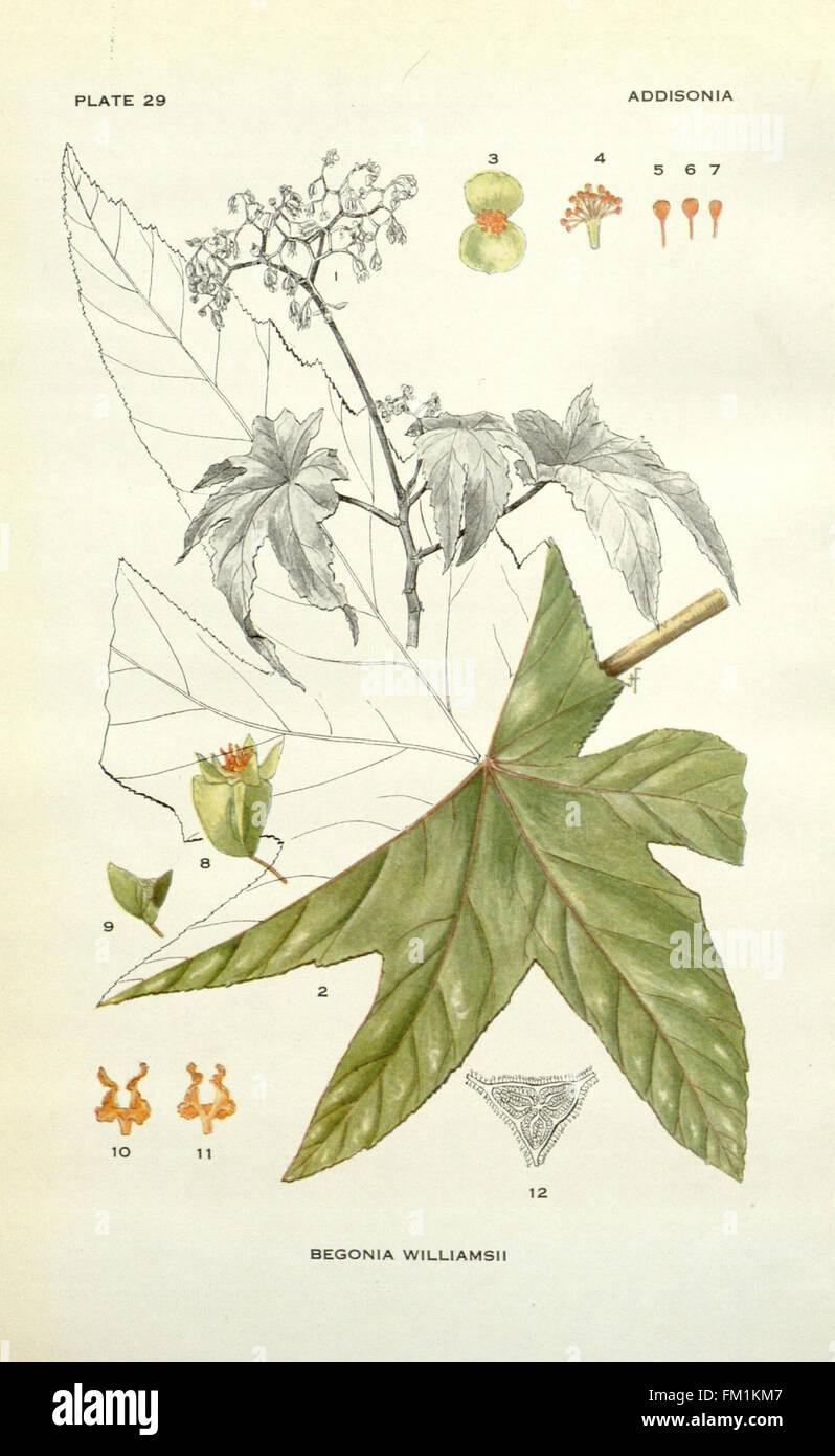 *Addisonia* (Plate 29) features botanical illustrations of plants ...