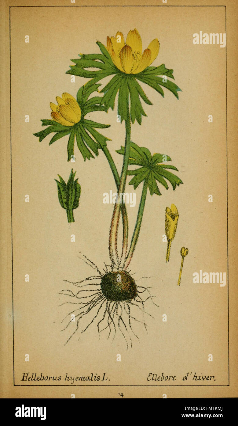 This plate from 'Choix de plantes de l'Europe centrale' depicts plants ...