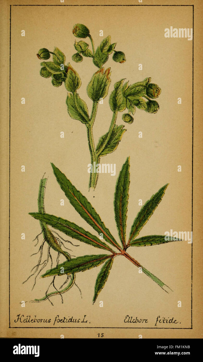 'Choix de plantes de l'Europe centrale' showcases selected plants from ...