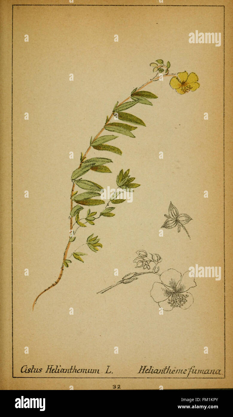 This plate features selected plant species from Central Europe ...