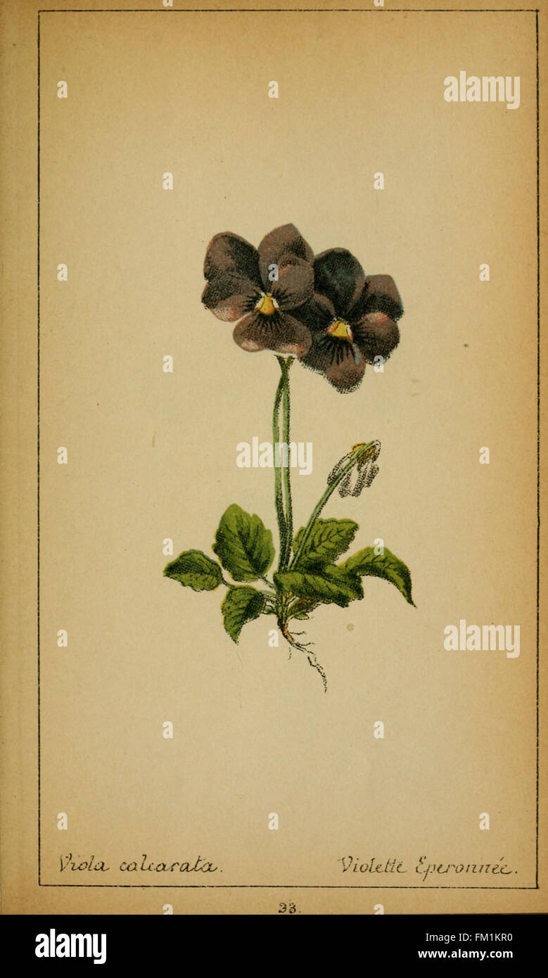 A botanical collection featuring plants from Central Europe ...