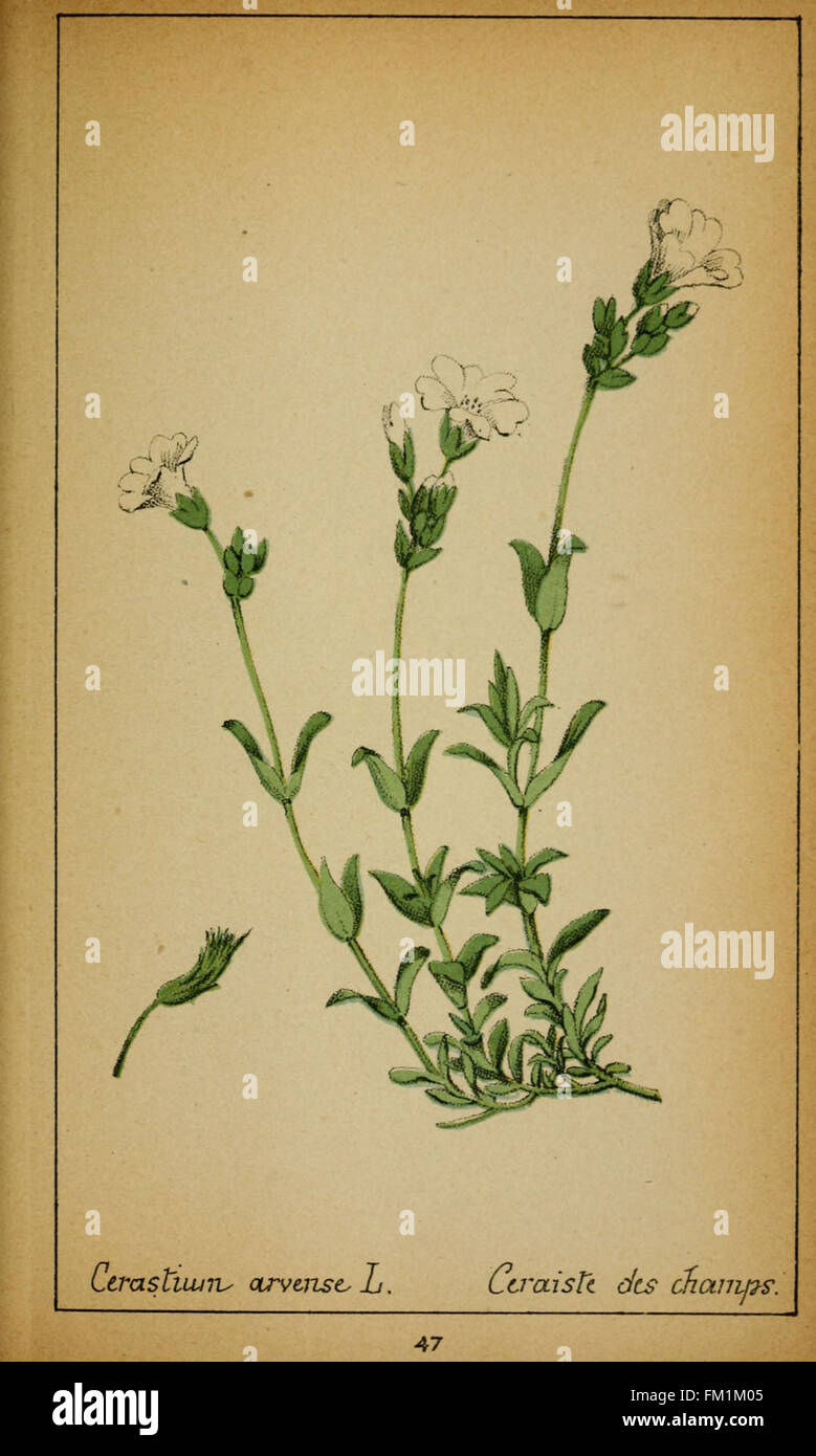An illustrated selection of plants from Central Europe, particularly ...