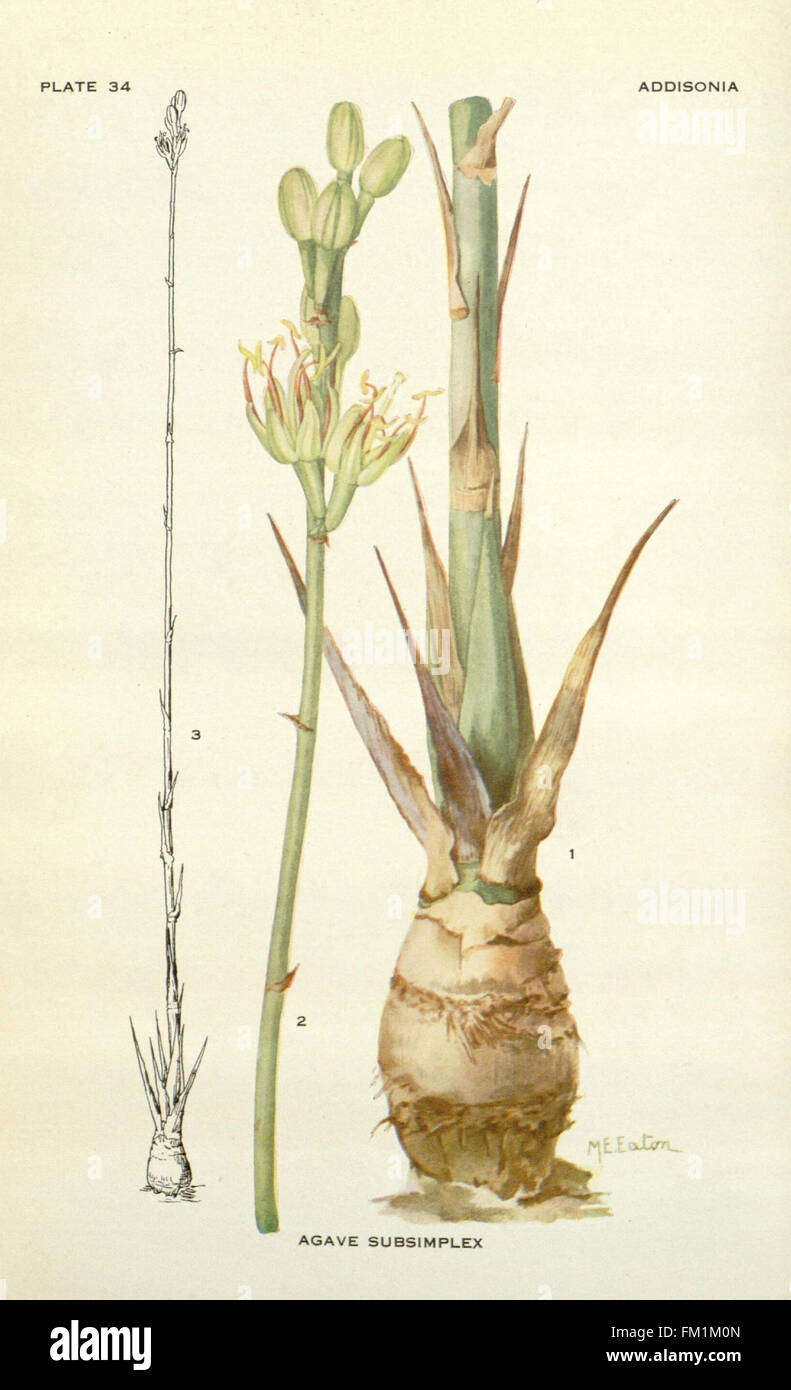 Addisonia (PLATE 34 Stock Photo - Alamy