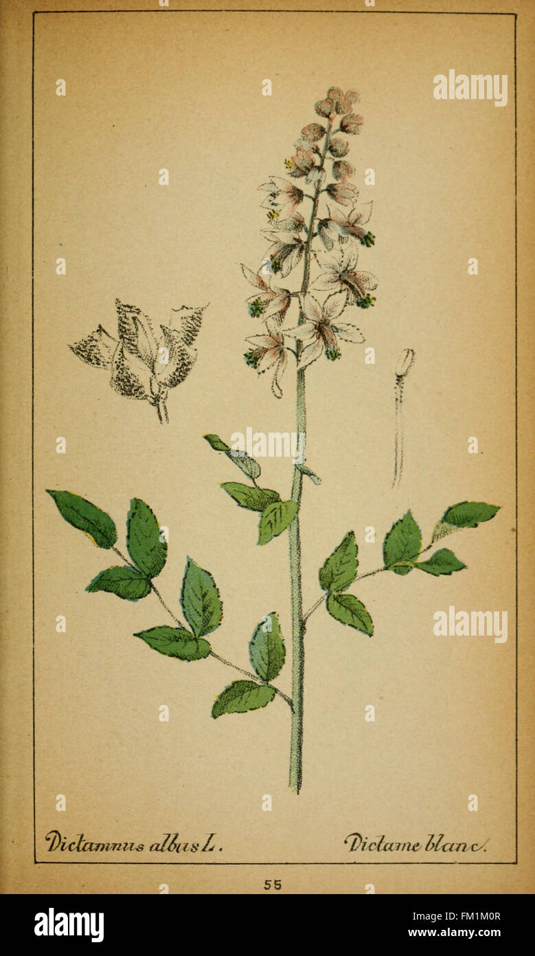 A selection of plants from Central Europe, particularly Switzerland and ...
