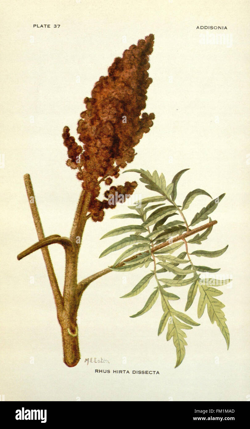 Plate 37 from 'Addisonia' showcases various plant species, contributing ...