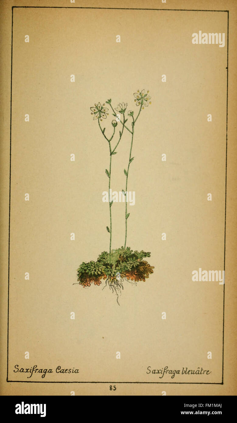 Plate 83 from *Choix de plantes de l'Europe centrale* offers a detailed ...