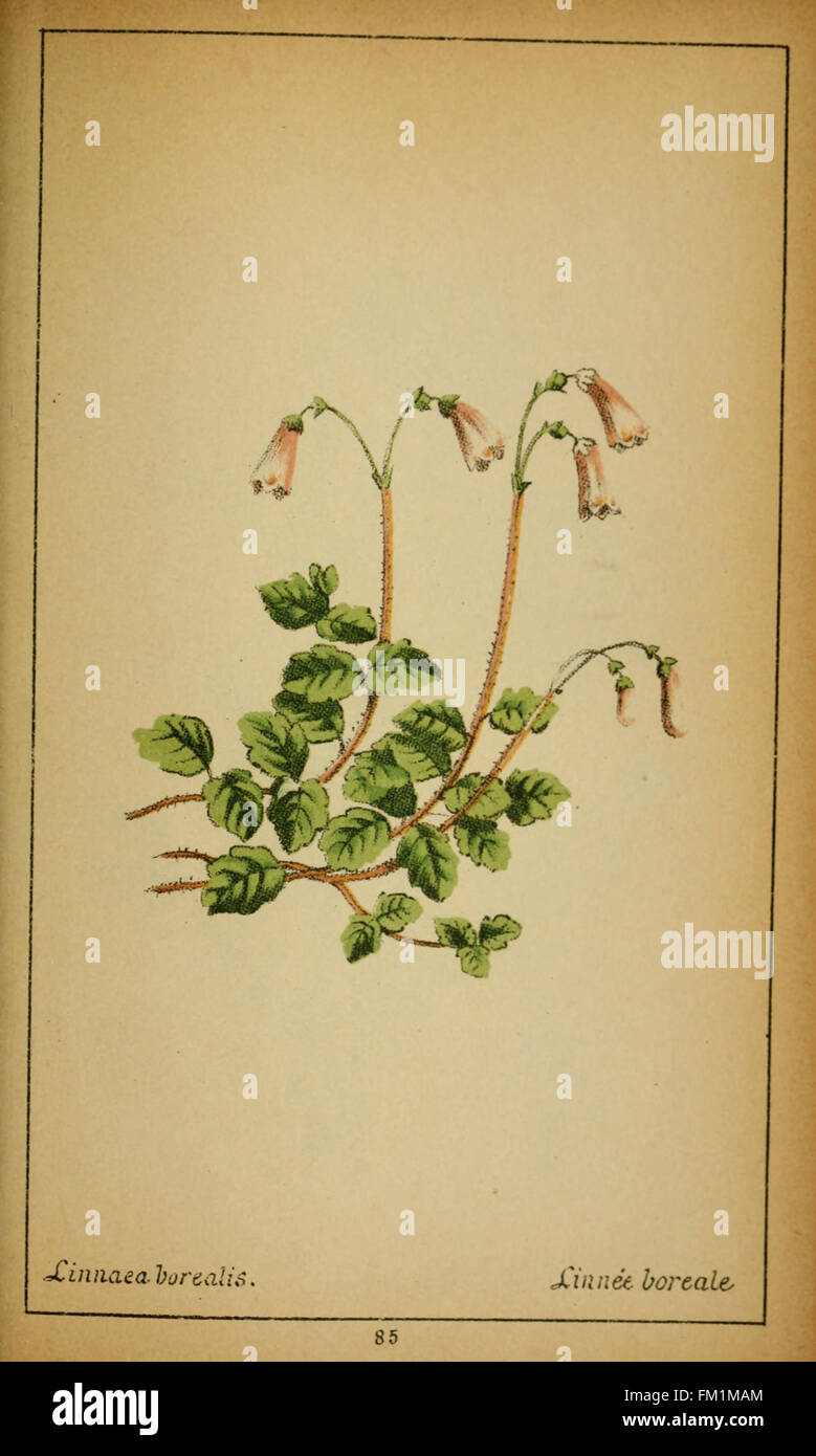 This botanical work focuses on the plants native to Central Europe ...