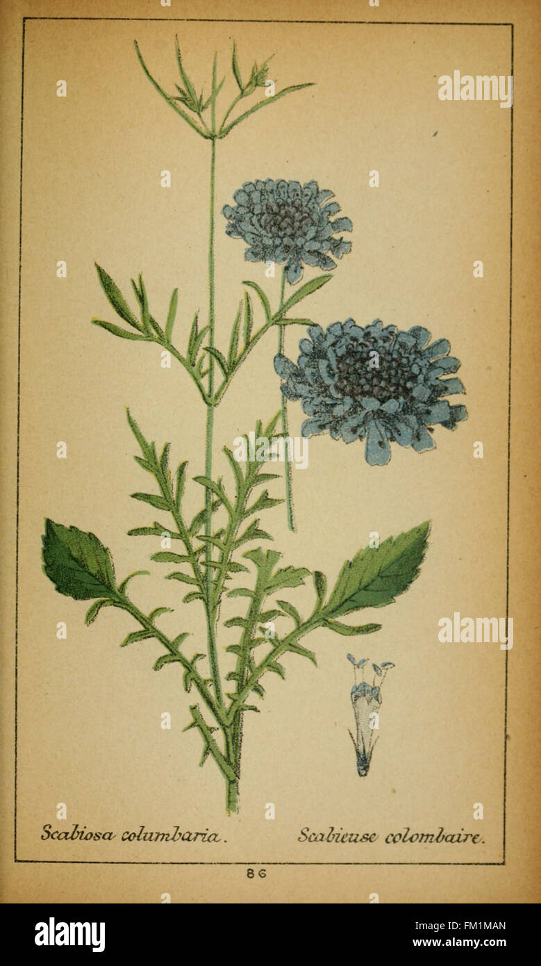 Europe pictorial works plants hi-res stock photography and images - Alamy