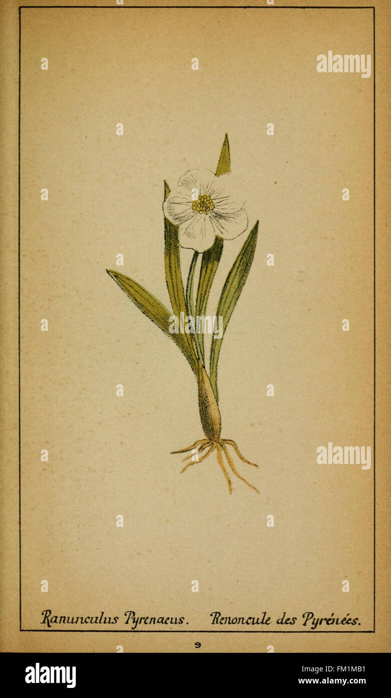 Plate 9 from 'Choix de plantes' showcases plants native to Central ...