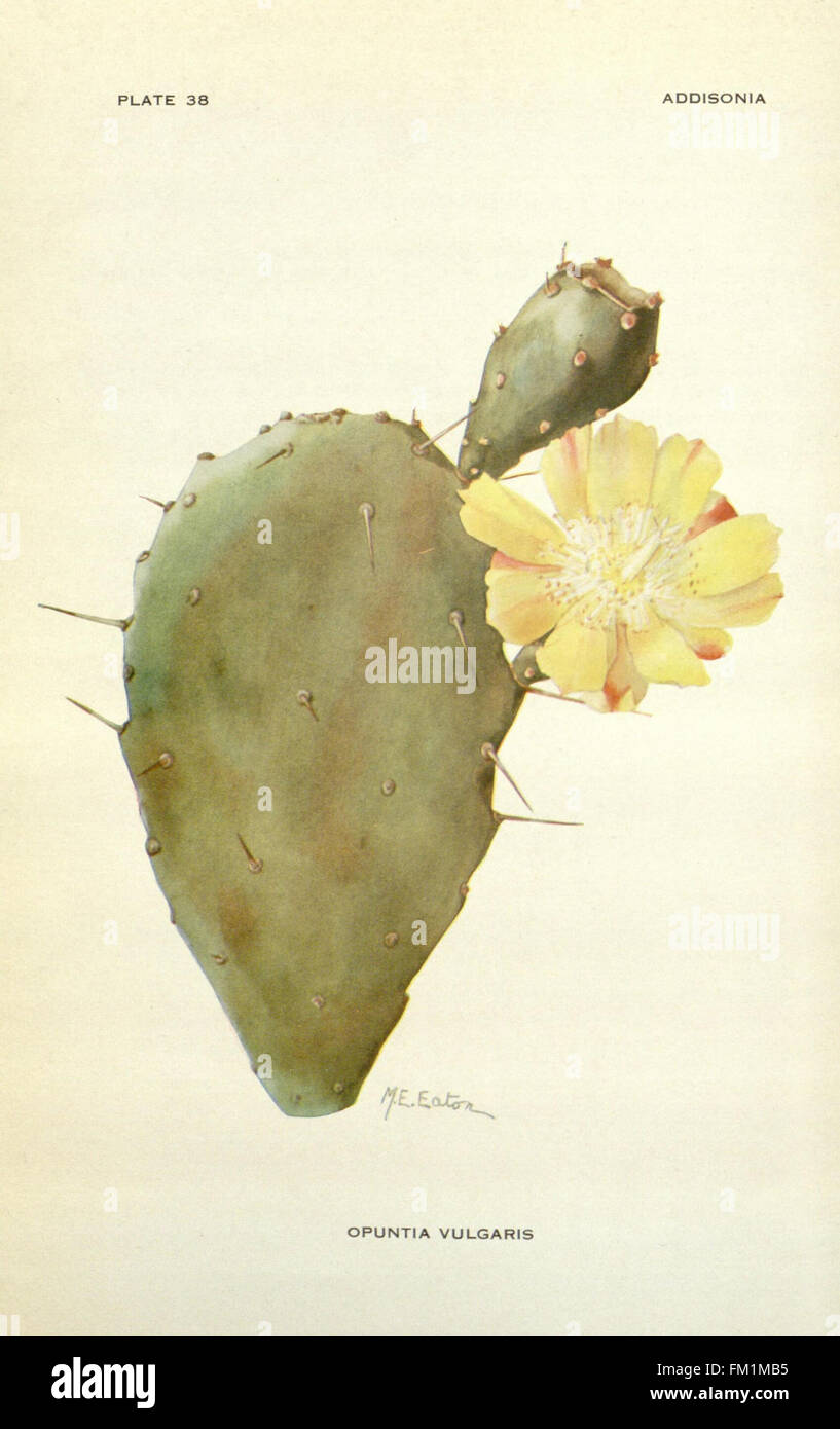 Addisonia (PLATE 38 Stock Photo - Alamy