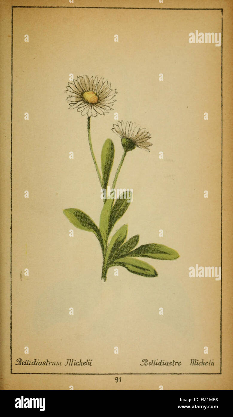 Europe pictorial works plants hi-res stock photography and images - Alamy