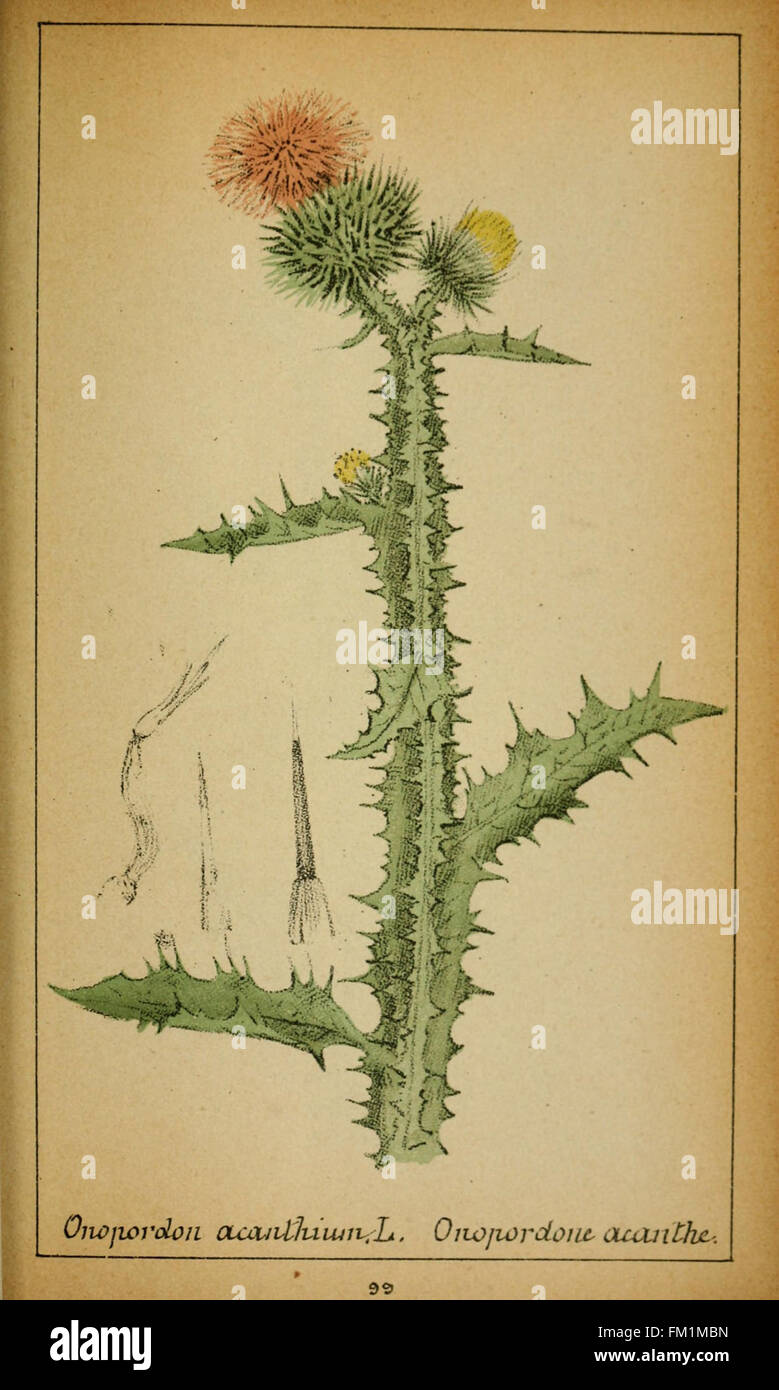 This plate features a selection of plants native to Central Europe ...