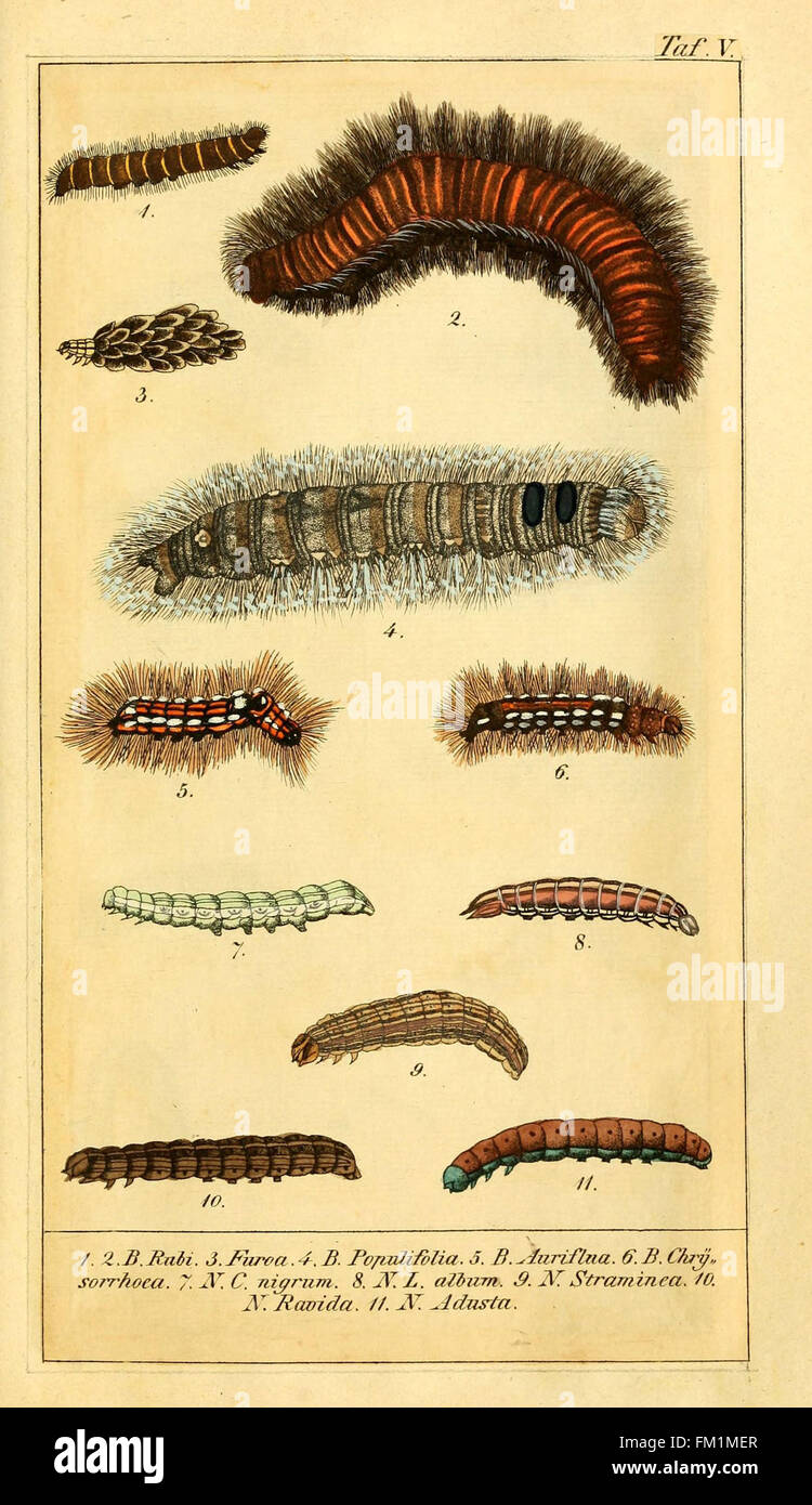 Caterpillar life cycle hi-res stock photography and images - Alamy