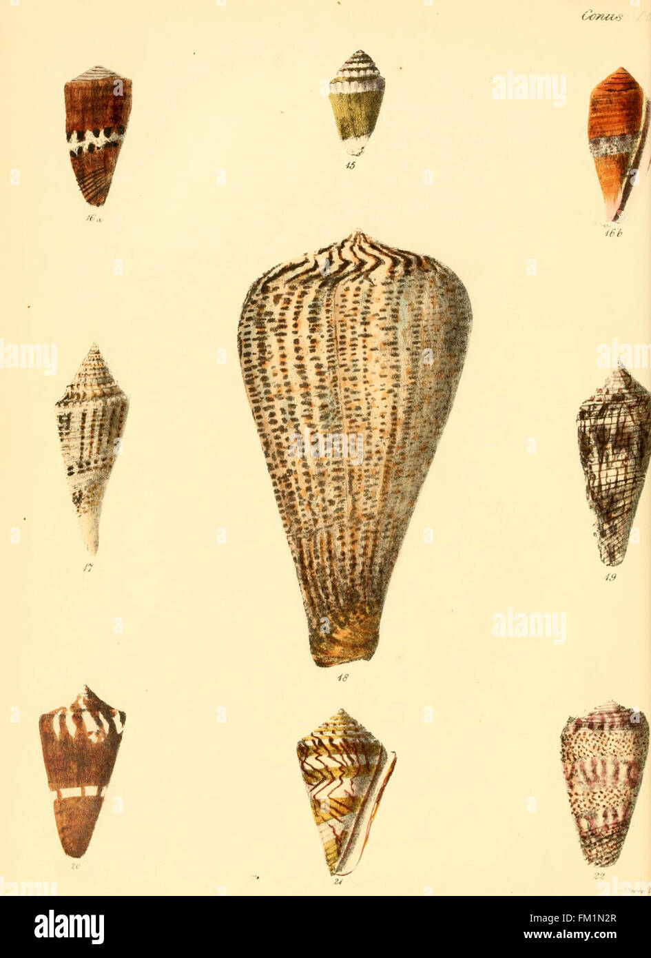 This work provides detailed illustrations of the Conus genus of ...