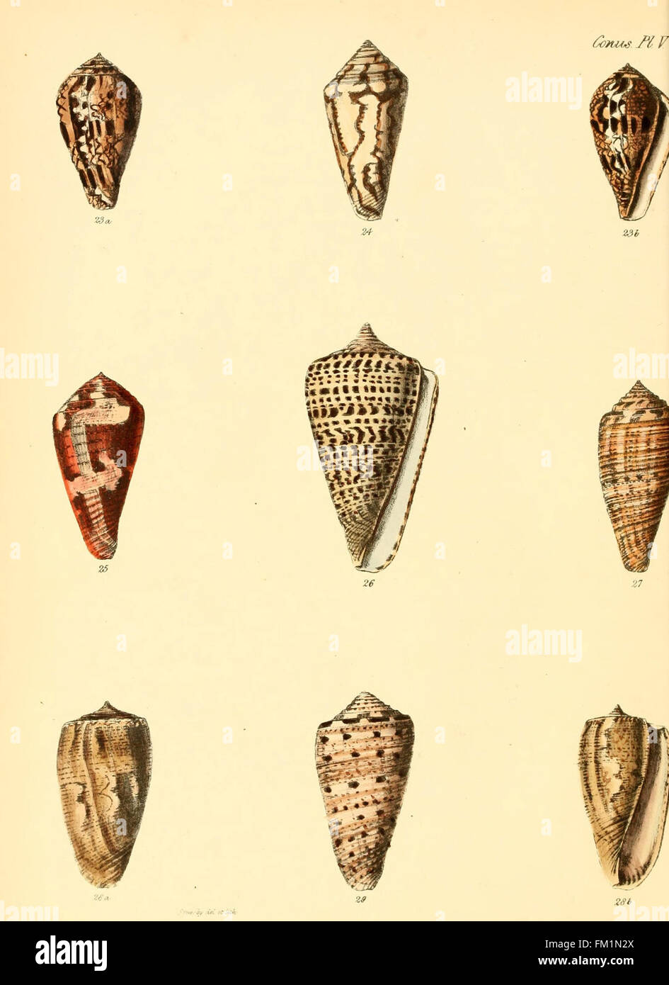 Mollusk shell morphology hi-res stock photography and images - Alamy