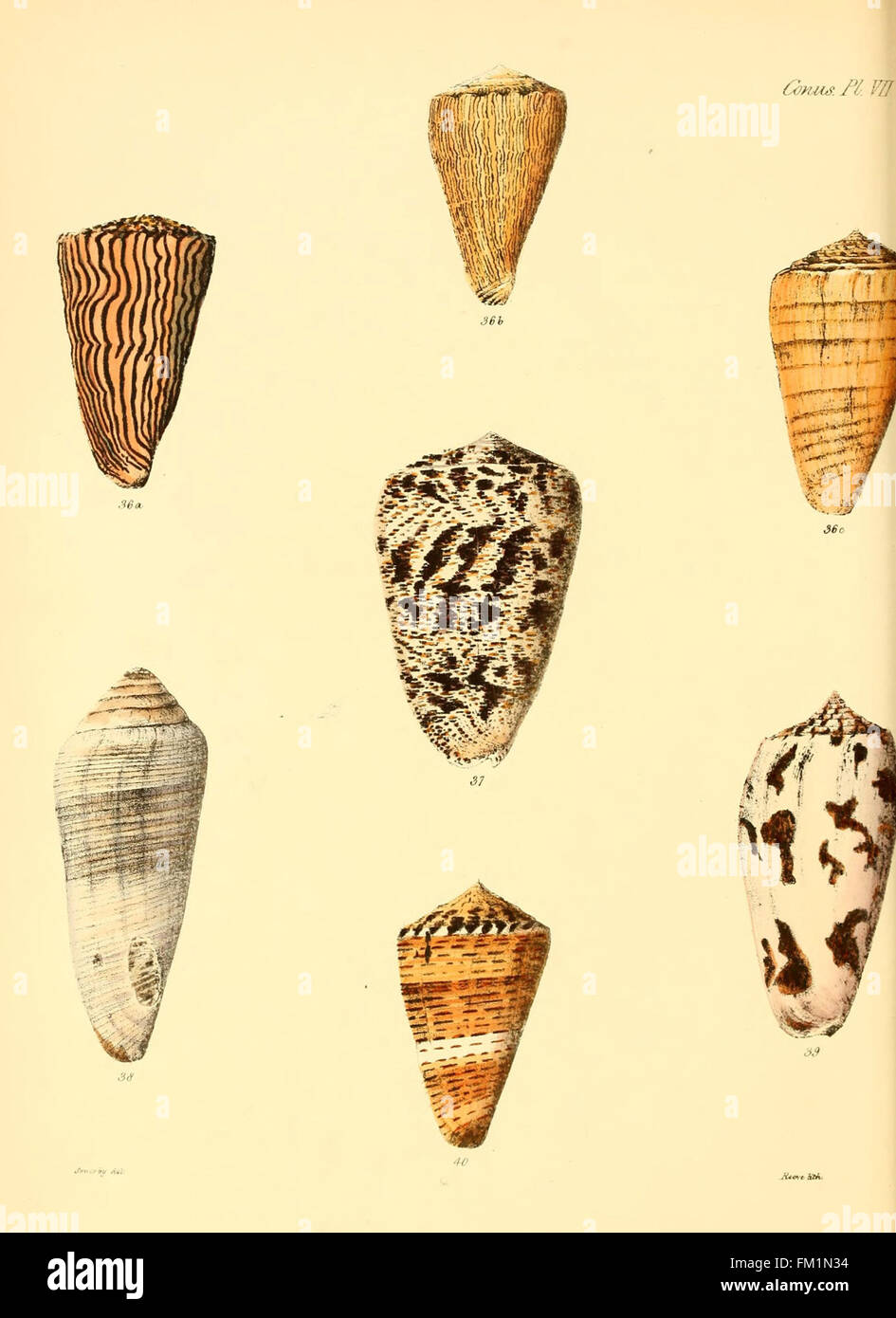 A detailed work illustrating the shells of mollusks, specifically the ...
