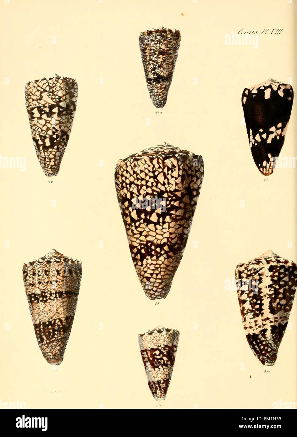 Plate 8 of 'Conchologia Iconica' illustrates the shells of mollusks ...