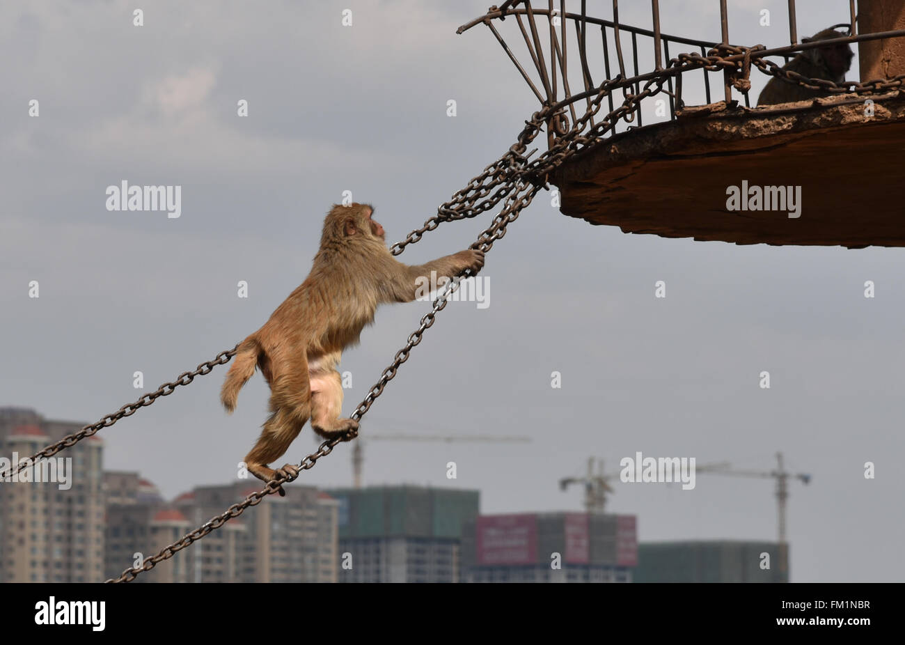 Kunming, Kunming, CHN. 10th Mar, 2016. A monkey King broke out of ...