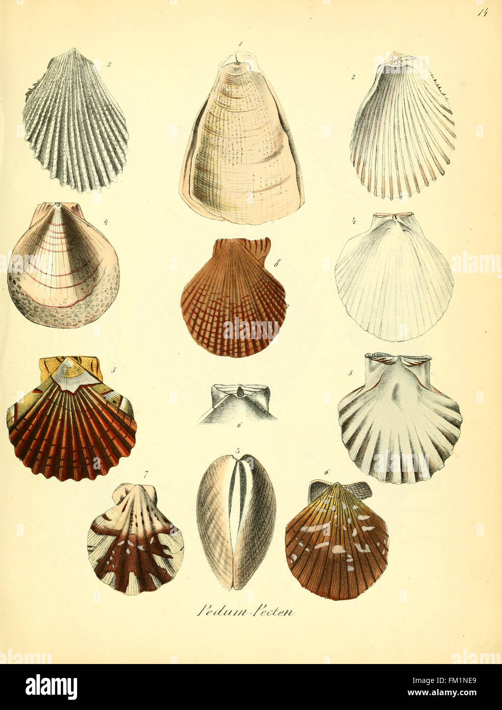 A German-language work on the natural history of shells and snails ...