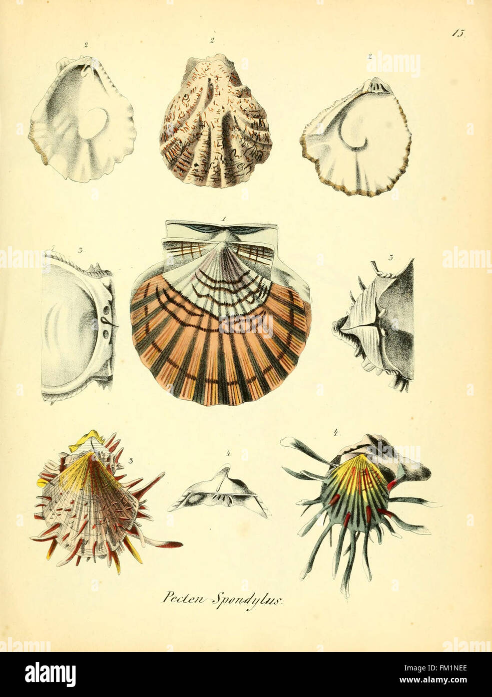 This work, 'Conchylienbuch,' features illustrations of mollusks ...