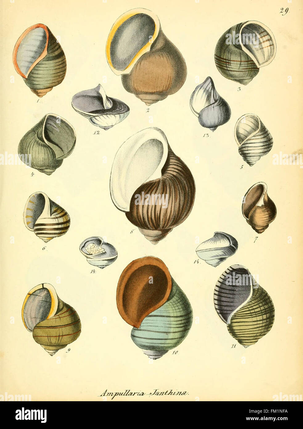A historical natural history work on mollusks, featuring detailed ...